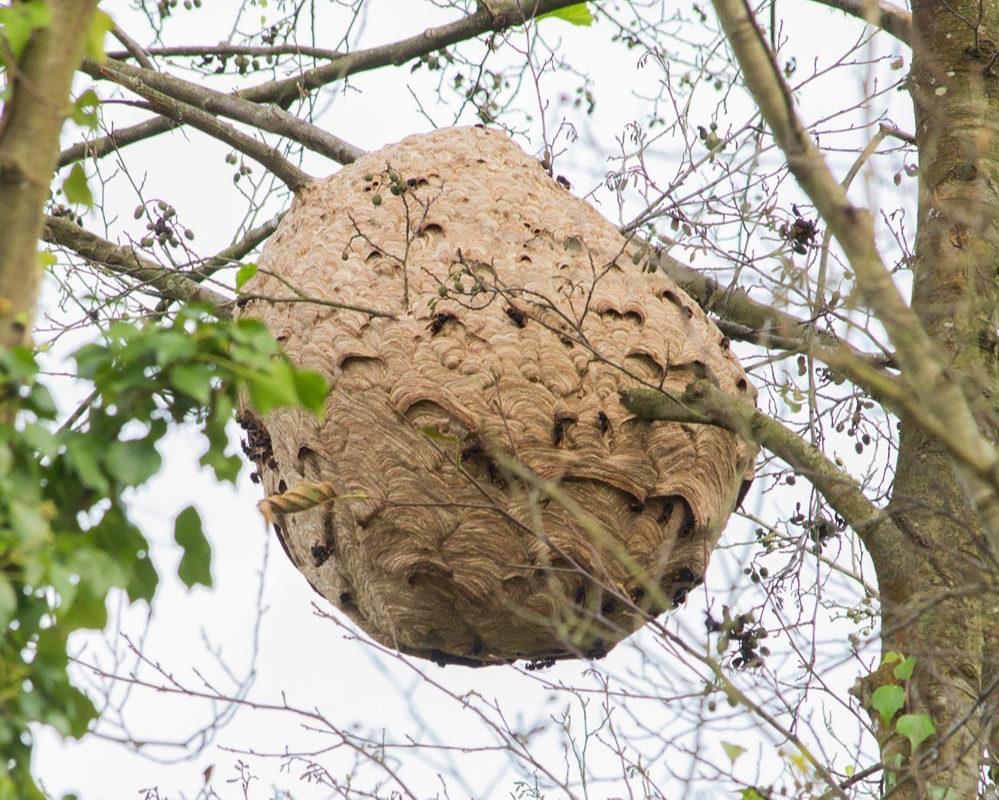 Ekofond SPP - sršen