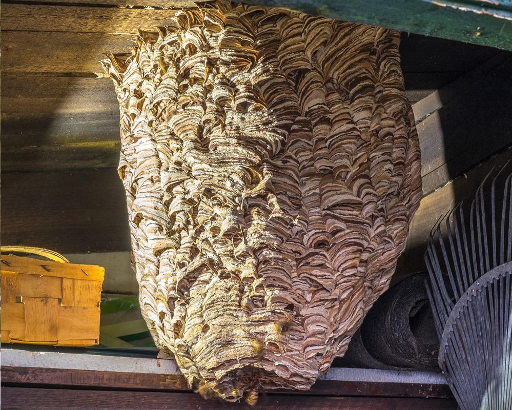 Ekofond SPP - sršen